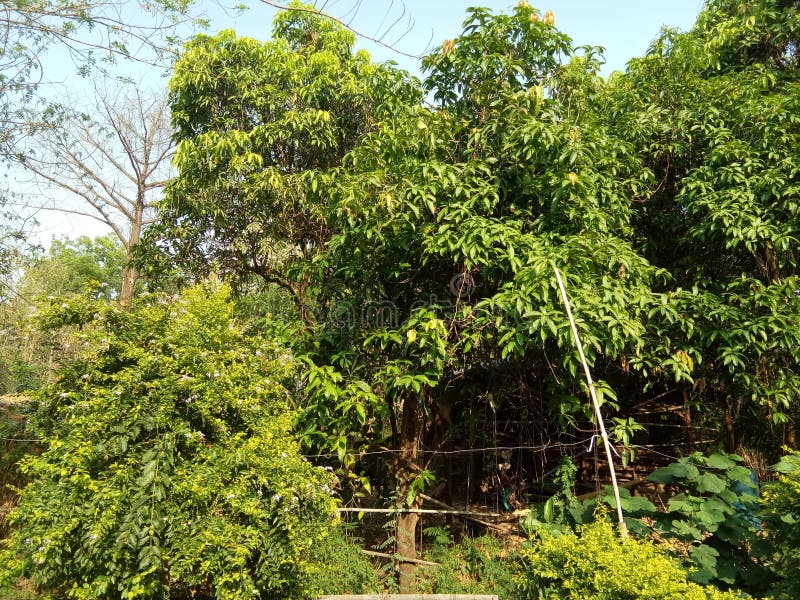 NATURAL MANGO TREE & X28;INDIAN& X29; Stock Image - Image of tree ...