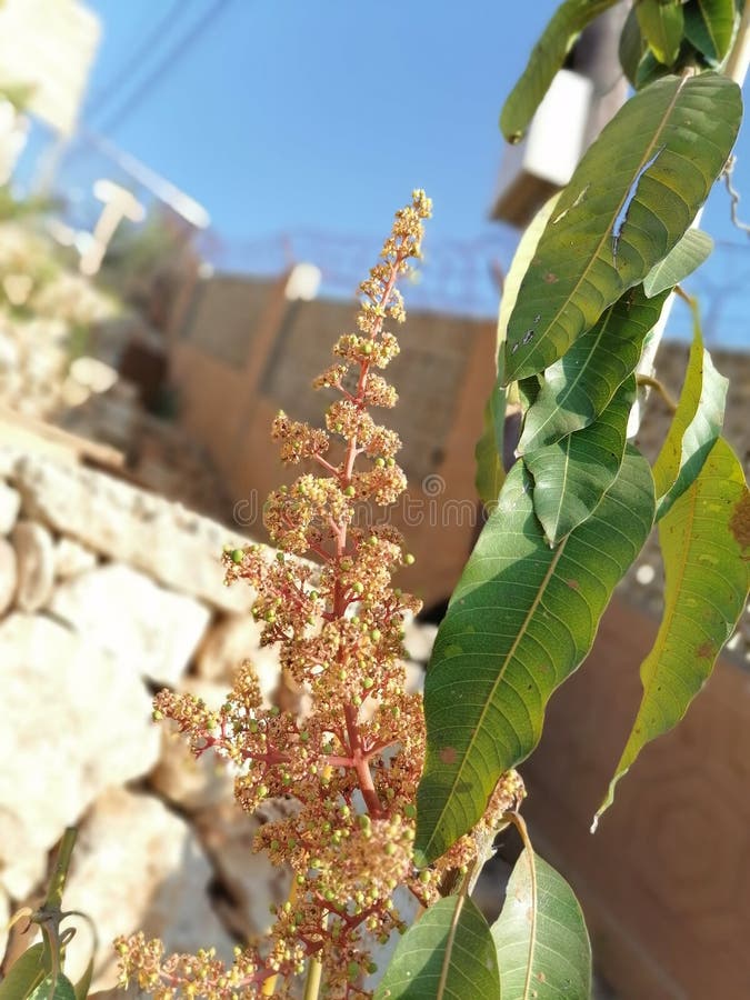 Natural mango tree sprouts stock image. Image of streetlight - 188762095