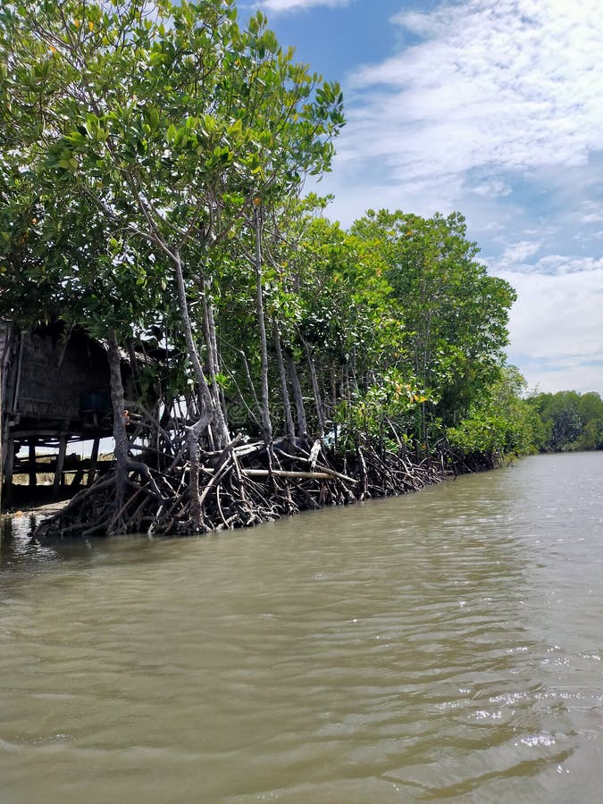 Natural Mangrove Inside River Stock Photo - Image of reflection, canal ...