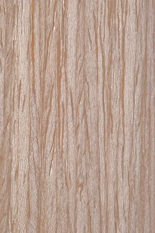 Natural Maple wood veneer stock image. Image of hard - 13196041