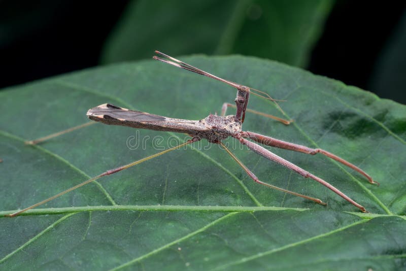One Bug on Green Leaves - Natural Marco Photography Stock Photo - Image ...
