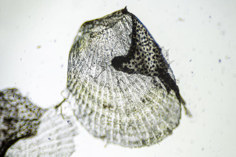 Natural Marine Fish Scale Under a Microscope Stock Image - Image of ...
