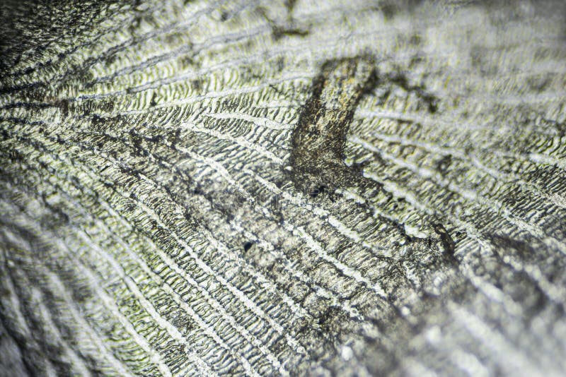 Natural Marine Fish Scale Under a Microscope Stock Photo - Image of ...