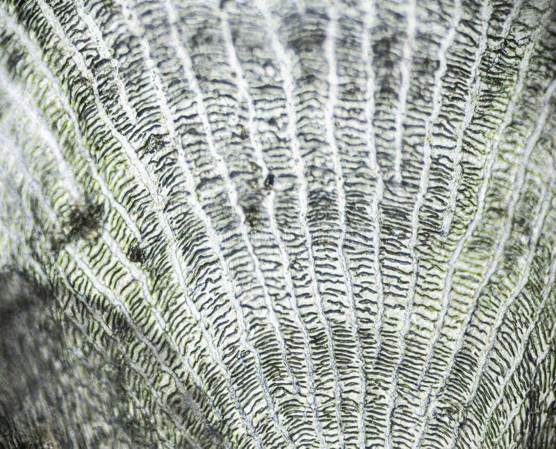 Natural Marine Fish Scale Under a Microscope Stock Image - Image of ...