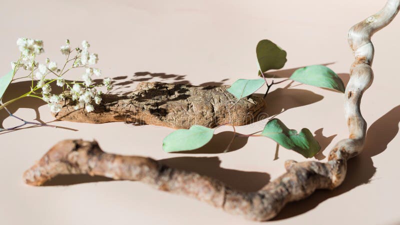 Natural Material Tree Still Life Beige Background. Product Presentation ...