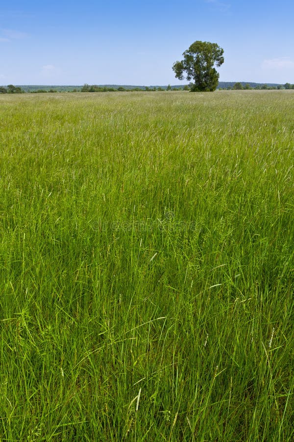 Natural meadow stock image. Image of nature, planet, plants - 20059595