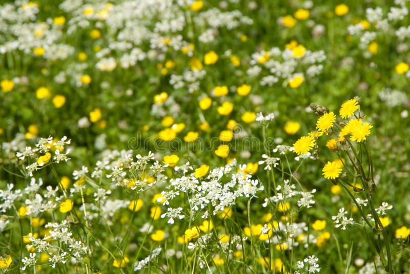Natural Meadow stock image. Image of meadow, wildlife - 37550553