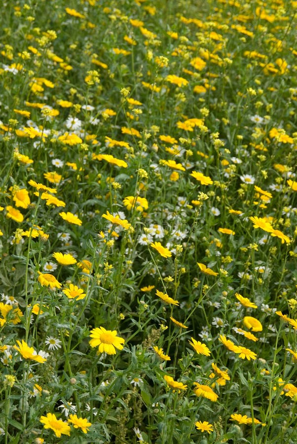 Natural Meadow Landscape and Beautiful Sky with Clouds Stock Photo ...