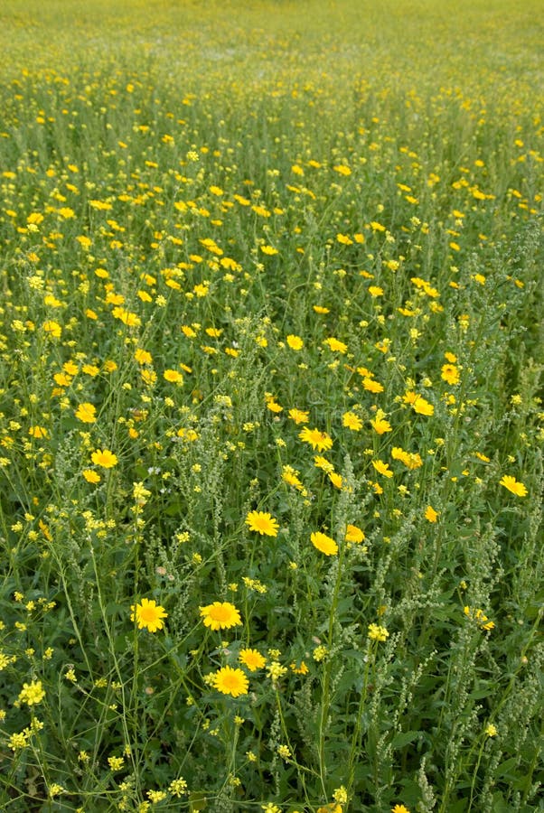 Natural Meadow stock image. Image of wide, biodiverse - 37694001