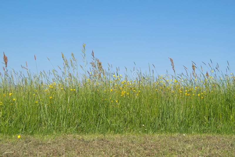 Natural meadow front view stock image. Image of landscape - 54759573