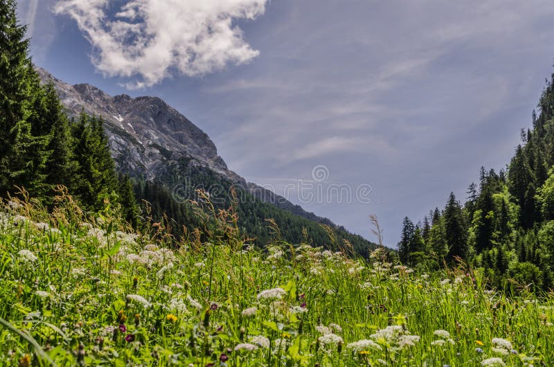 Natural Meadow in the Mountains Stock Image - Image of exercise, nature ...