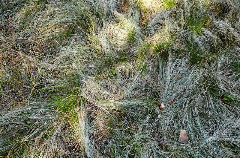 Natural and Messy, Luscious Long Green Meadow Grass Forms Patterns in ...
