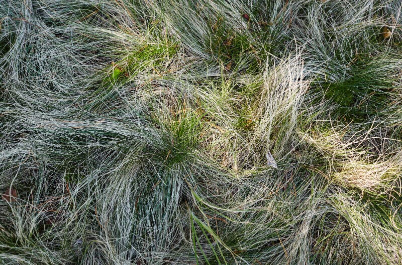 Natural and Messy, Luscious Long Green Meadow Grass Forms Patterns in ...