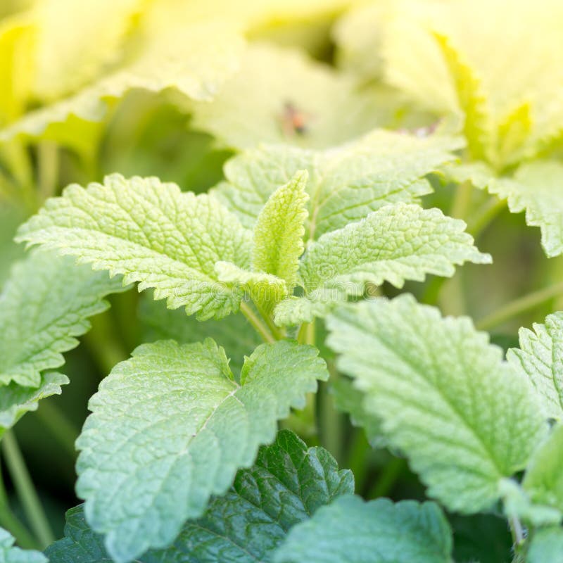 Natural mint in the garden stock image. Image of horizontal - 69857169