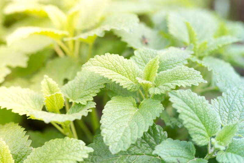 Natural mint in the garden stock photo. Image of outdoor - 69858154