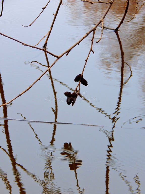 Natural Mirror: Tree Branch Reflected in a Still Lake Stock Image ...