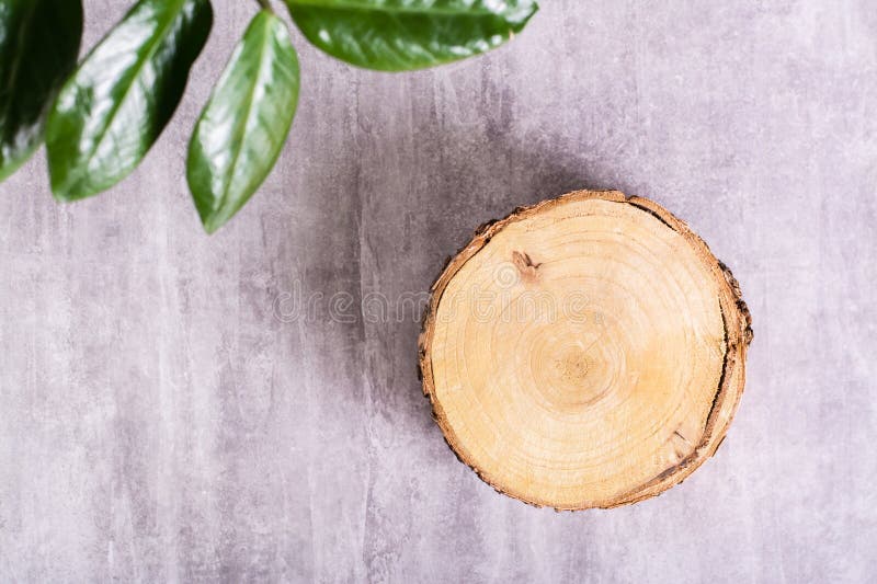 Natural Mock-up of a Tree Cut and a Branch with Leaves on a Gray ...
