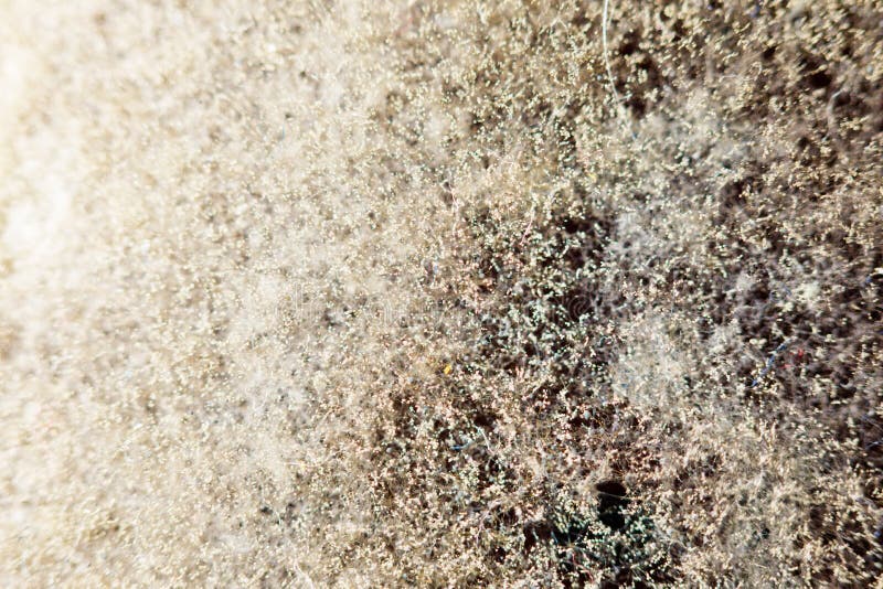 Mold closeup stock image. Image of micro, biological, blue - 8777569