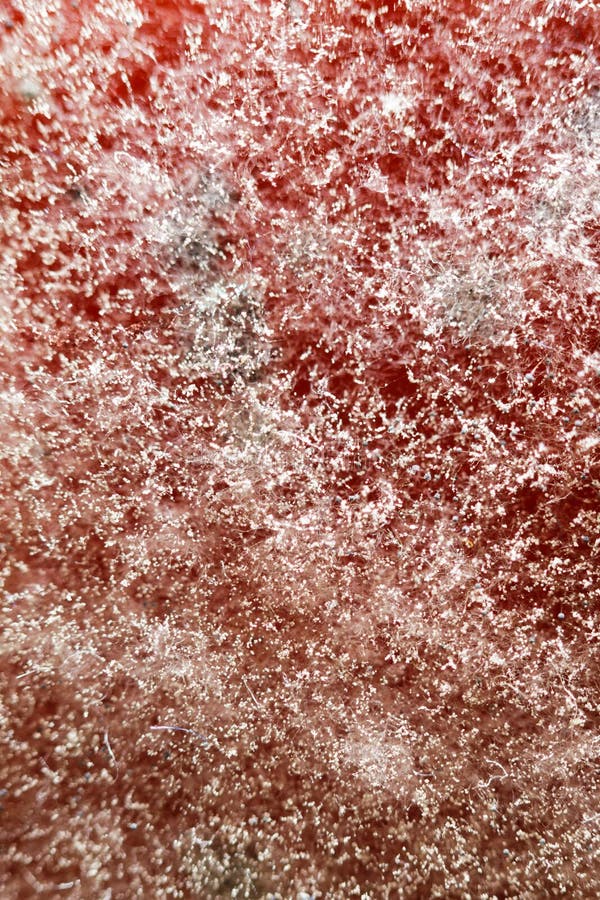 Natural mold texture stock photo. Image of microscopic - 111985780