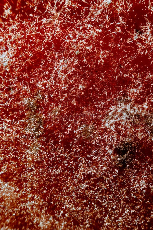 Natural mold texture stock image. Image of artistic - 111655173