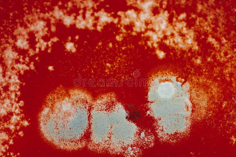 Natural mold texture stock photo. Image of mushroom - 112710678