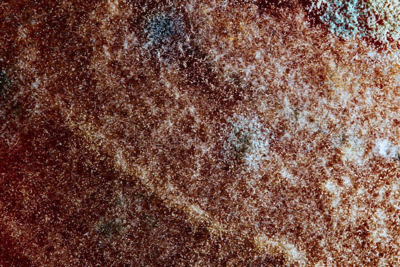 Natural mold texture stock photo. Image of disease, food - 111655148