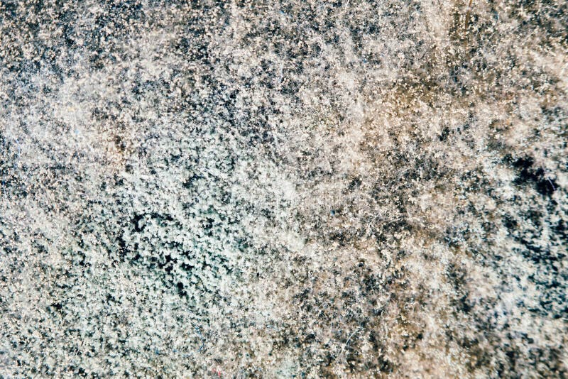 Natural mold texture stock photo. Image of microscopic - 111655210
