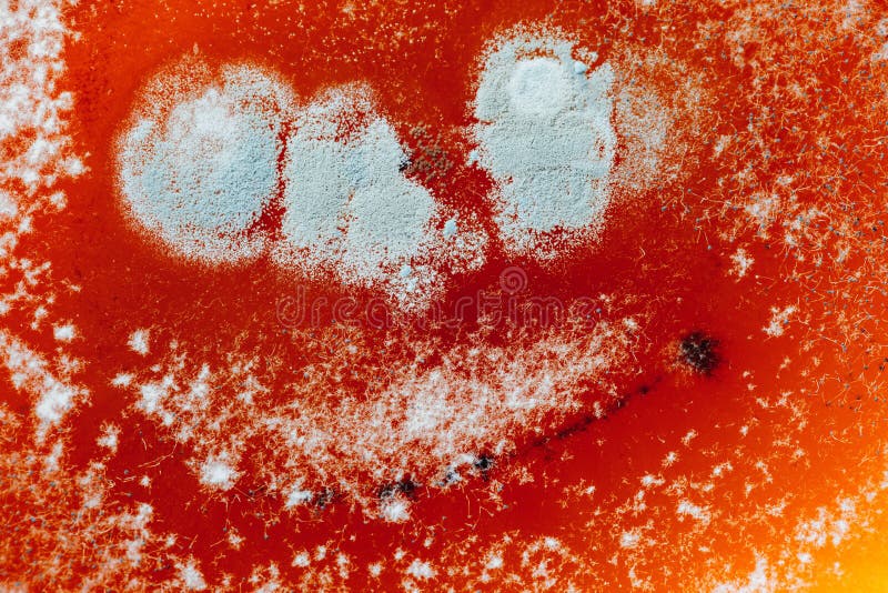 Natural mold texture stock photo. Image of infection - 111985652