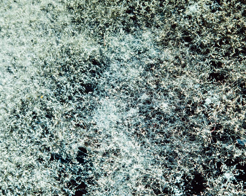 Natural mold texture stock photo. Image of microscopic - 111985780