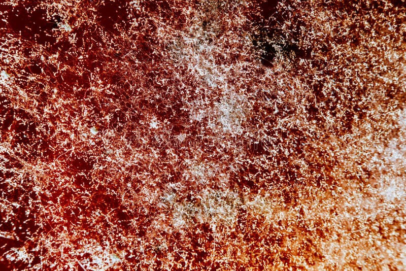 185 Mold Blood Stock Photos - Free & Royalty-Free Stock Photos from ...