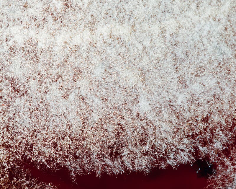 Natural mold texture stock photo. Image of life, micro - 117245464