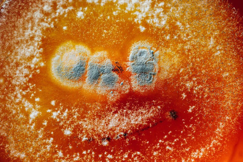 Natural mold texture stock image. Image of micro, closeup - 113248245