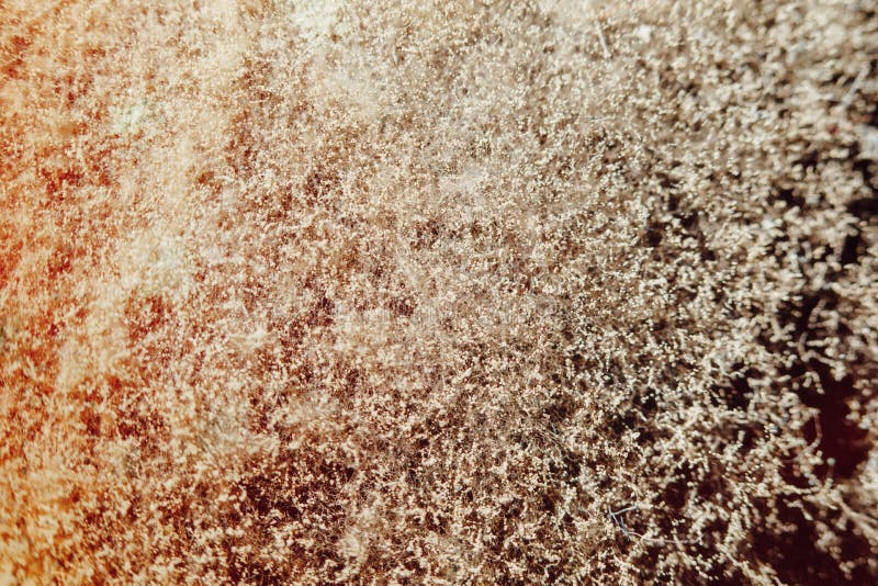Natural mold texture stock photo. Image of living, mildew - 114811458
