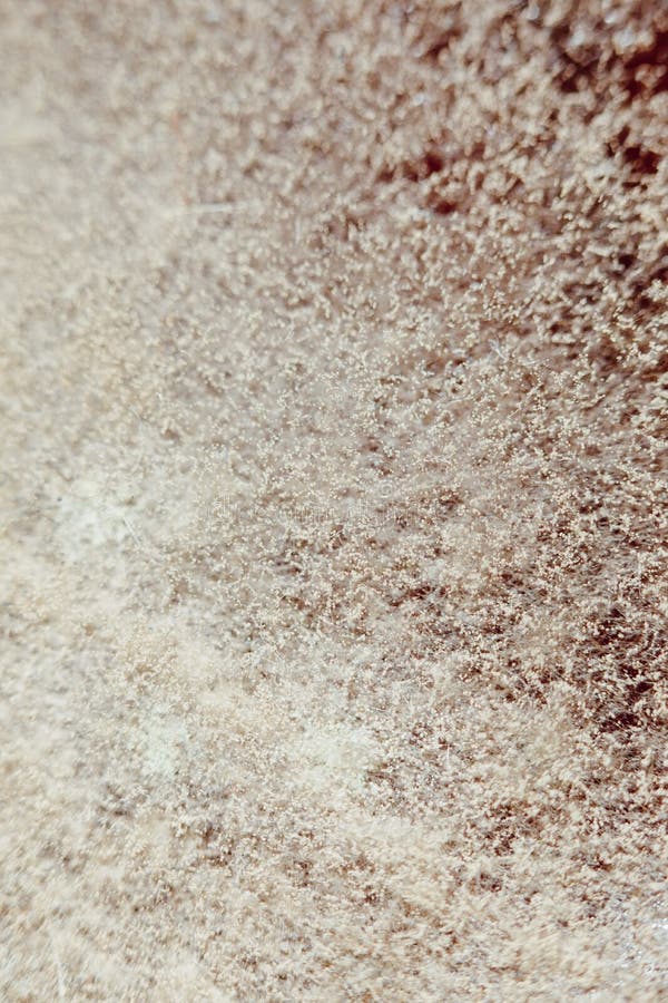 Natural mold texture stock photo. Image of microscopic - 111655298