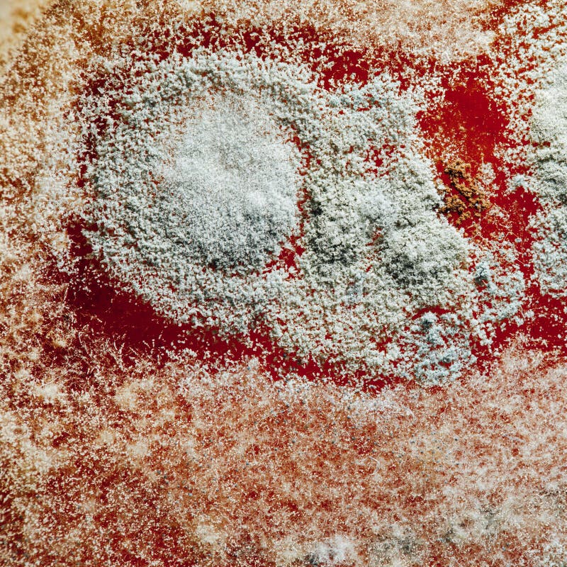 Natural mold texture stock photo. Image of mildew, growth - 112710728