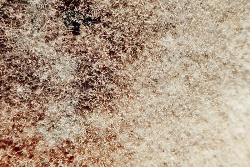 Natural mold texture stock photo. Image of mushroom - 112710846