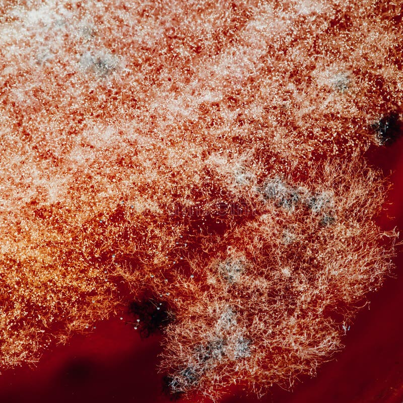 Natural mold texture stock image. Image of biology, copyspace - 113248239