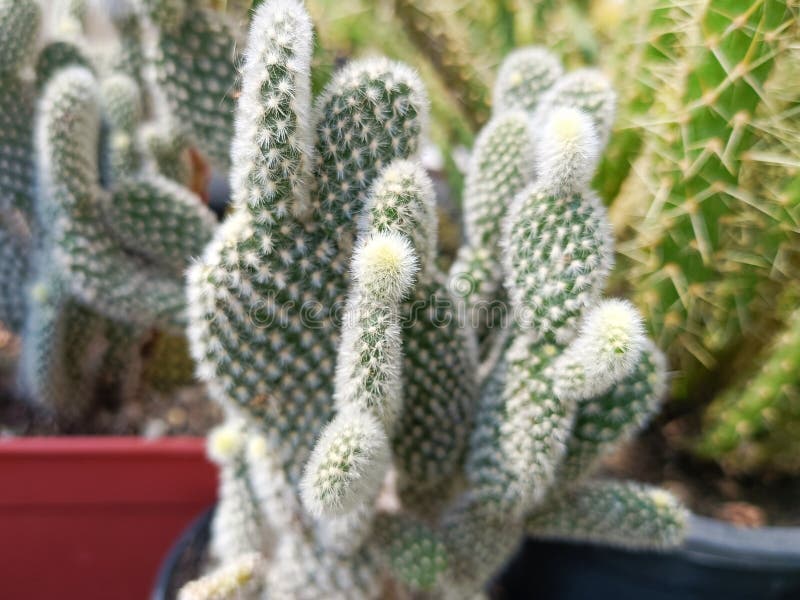 Cactus in the garden stock image. Image of garden, natural - 242977961
