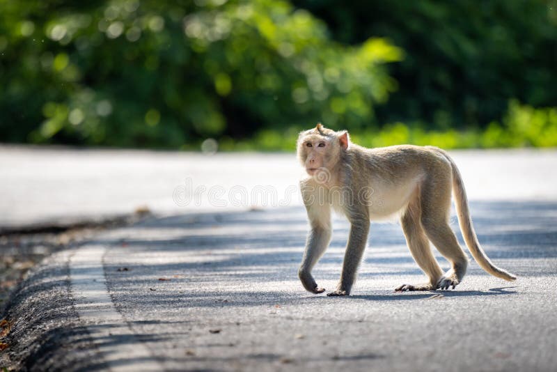 Natural Monkey Walking on the Road Stock Photo - Image of chordata ...