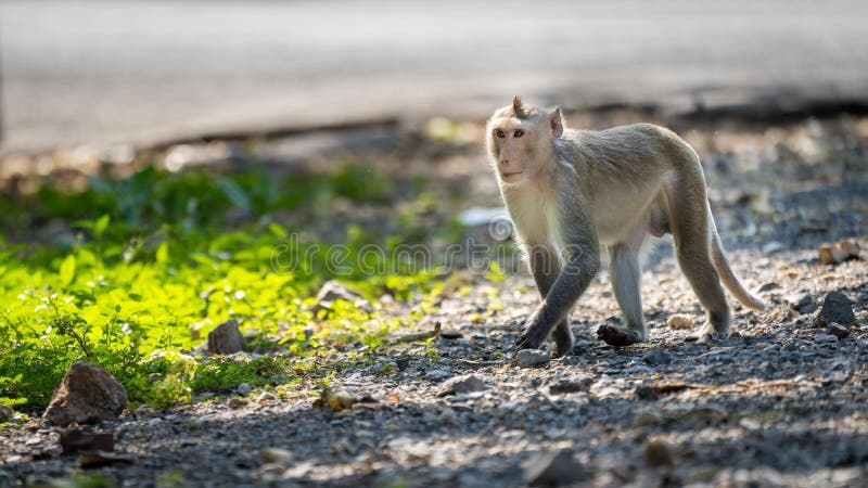 Natural Monkeys in the Tropical Forest Stock Photo - Image of mammalia ...