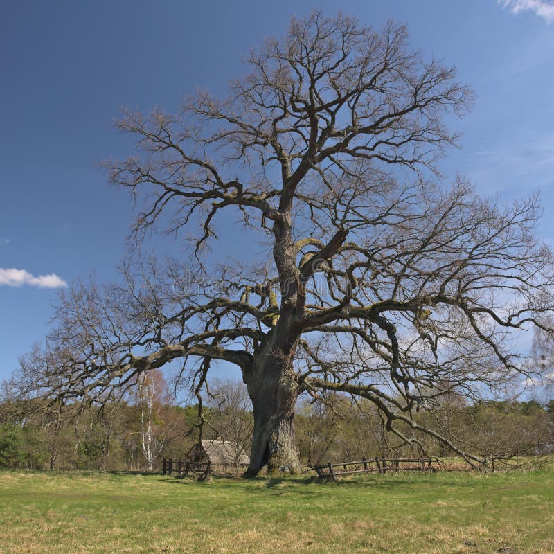 Natural Monument. an Old Majestic Oak with a Spreading Crown Stock ...