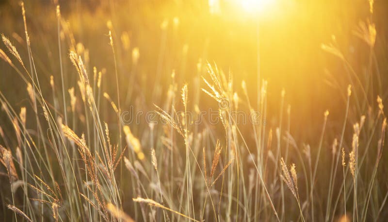 Natural Moody Sunset with Sunligts through Grass in the Meadow Stock ...