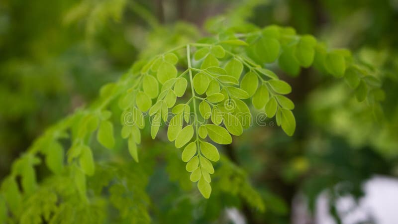 Natural Moringa Leaves Tree Green Background Stock Photo - Image of ...