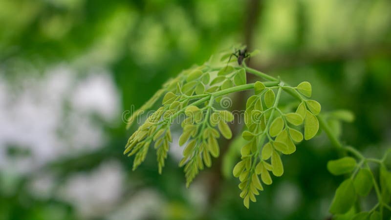 Natural Moringa Leaves Tree Green Background. Fresh Green Moringa ...