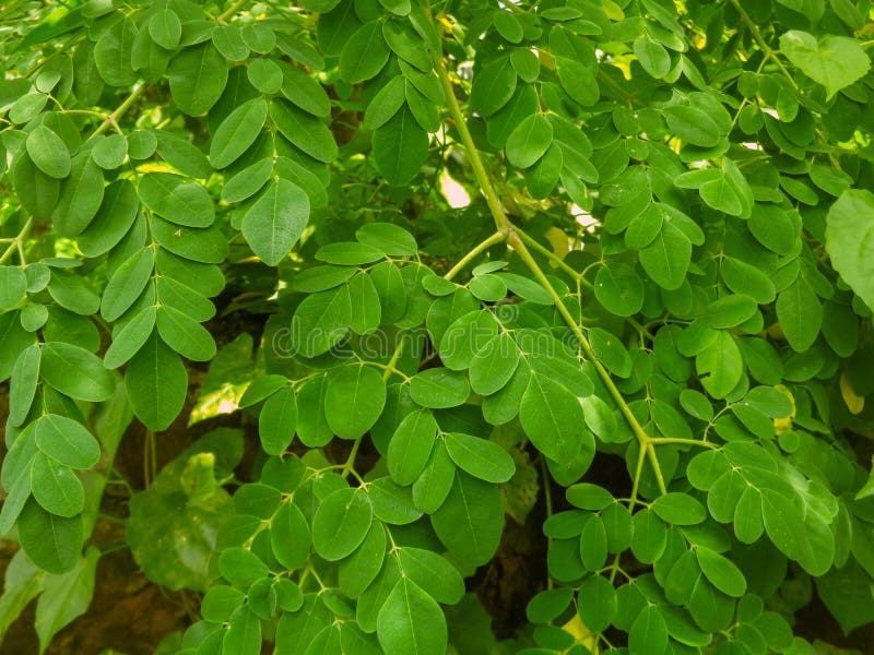 Natural Moringa Leaves Tree Green Background. Fresh Green Moringa ...