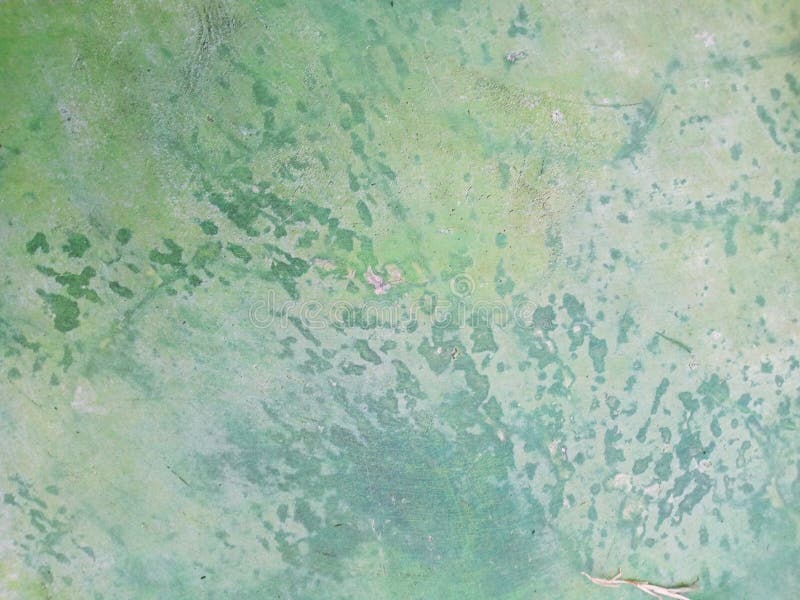 Natural Moss and Algae Texture in Garden Square Park. Stock Photo ...