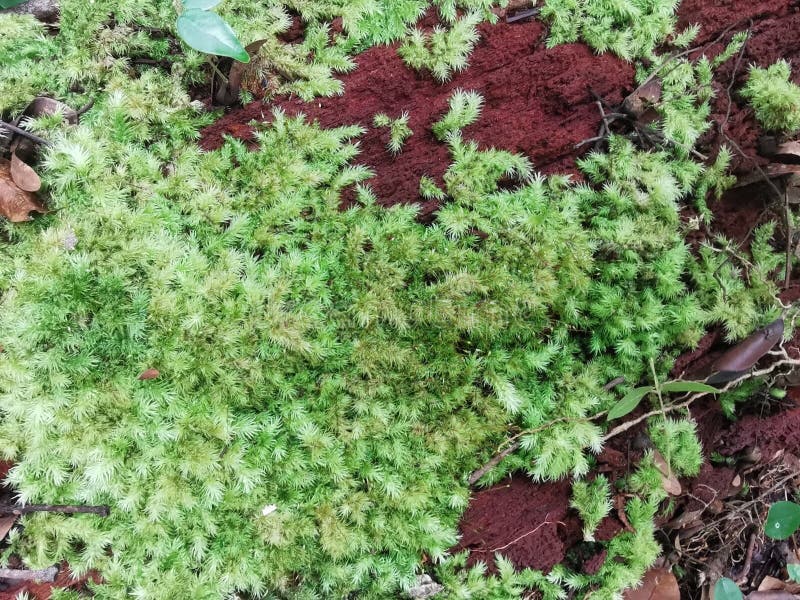 Natural moss at borneo stock photo. Image of sandakan - 207301940