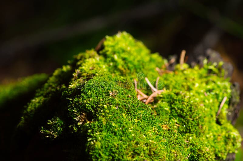 Natural Moss Covered a Stones in Winter Forest Stock Photo - Image of ...