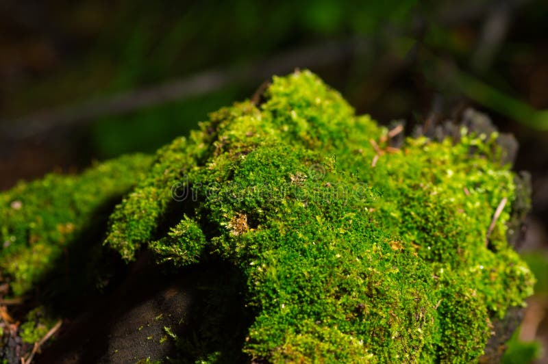 Natural Moss Covered a Stones in Winter Forest Stock Photo - Image of ...