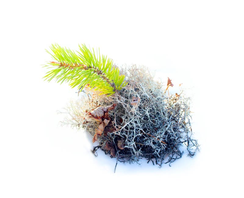 Natural Moss Decoration on White Background Stock Photo - Image of ...